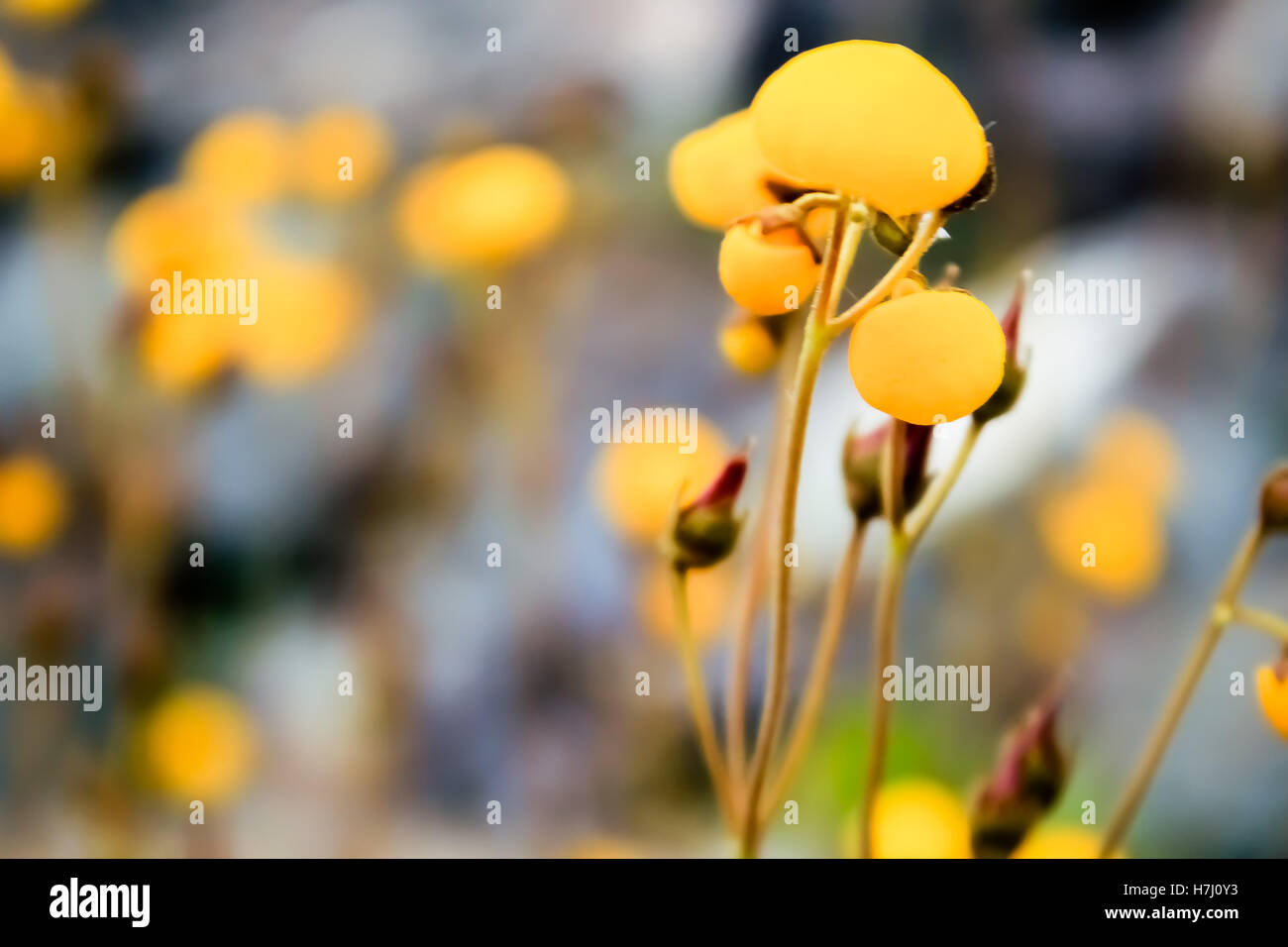 Andes mountain flowers hi-res stock photography and images - Alamy