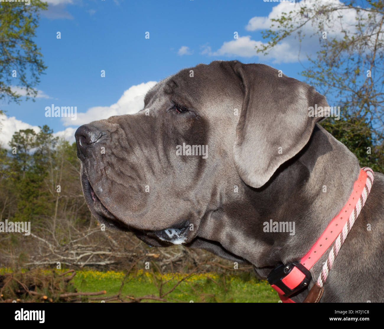 Purebred blue Great Dane that is on a grassy field Stock Photo - Alamy