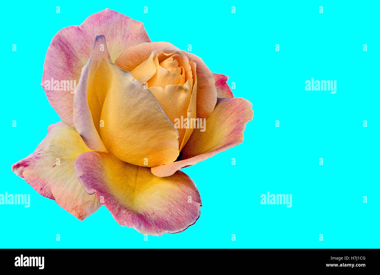 Yellow roses on a blue background Stock Photo - Alamy