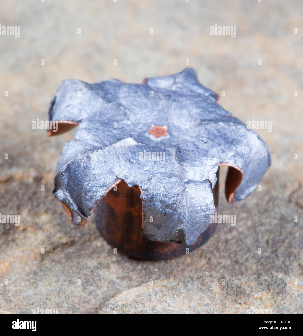 Copper and lead hollow point expanded after being shot Stock Photo - Alamy