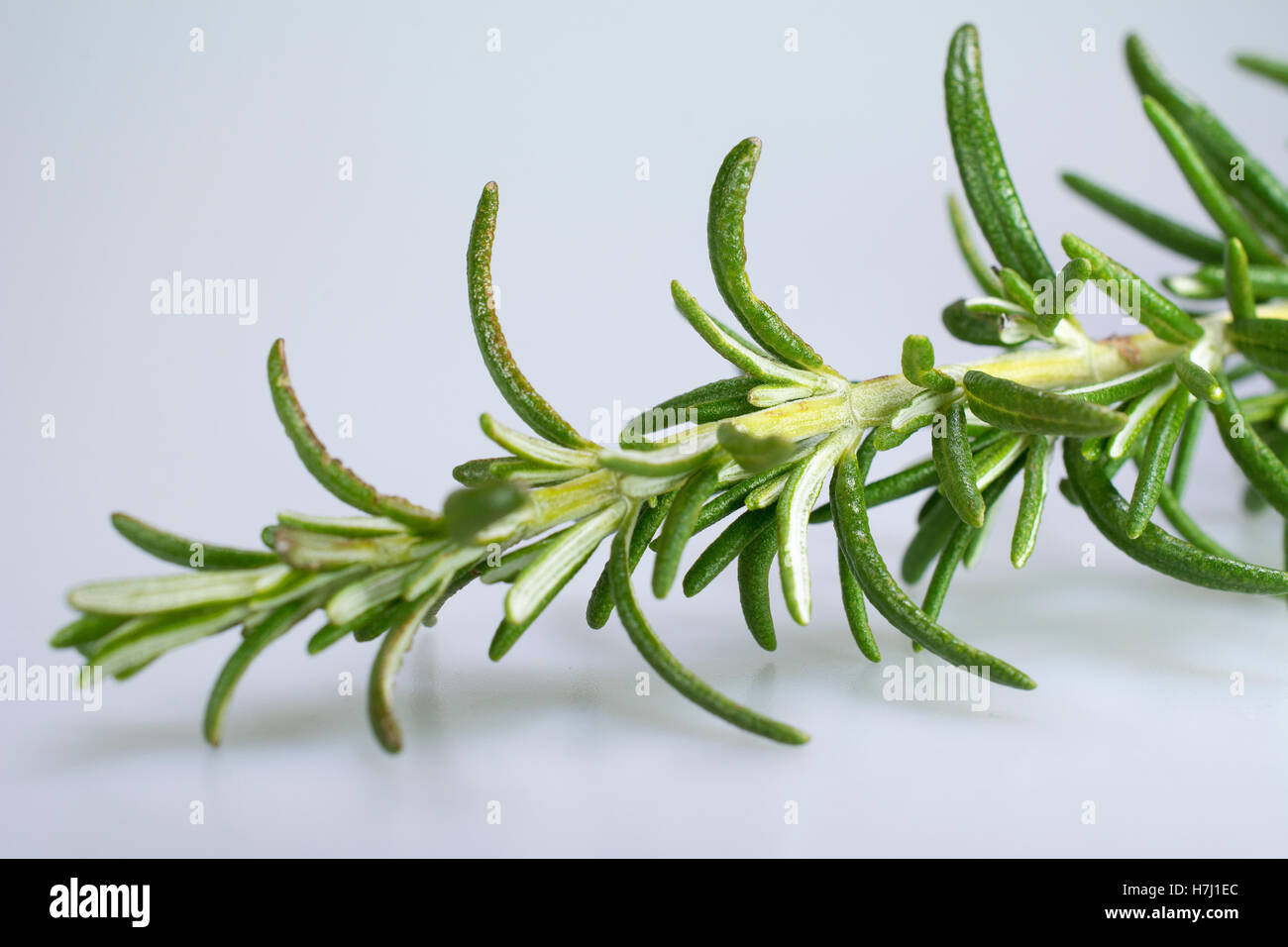 Sprig of Rosemary Isolated Stock Photo - Alamy