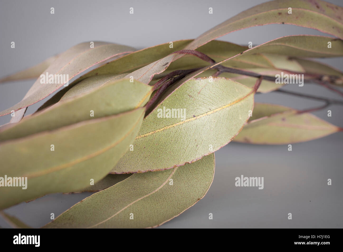 Australian Eucalyptus Gum Leaves and Nuts Stock Photo - Alamy