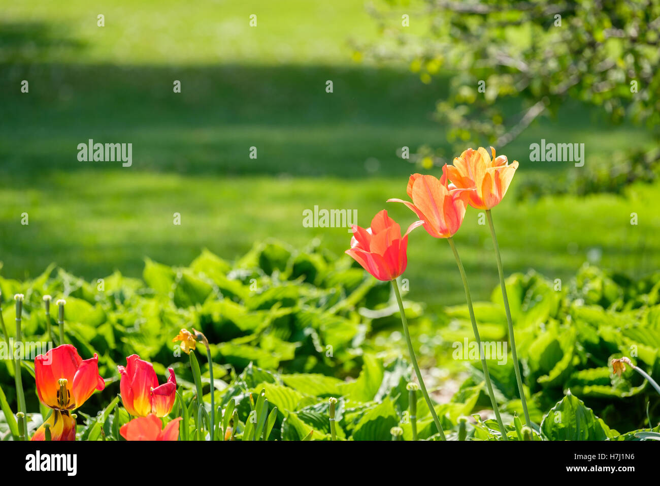 Orange and yellow tulips Stock Photo - Alamy