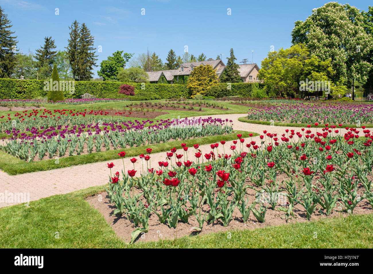 Orchard tulips hi-res stock photography and images - Alamy