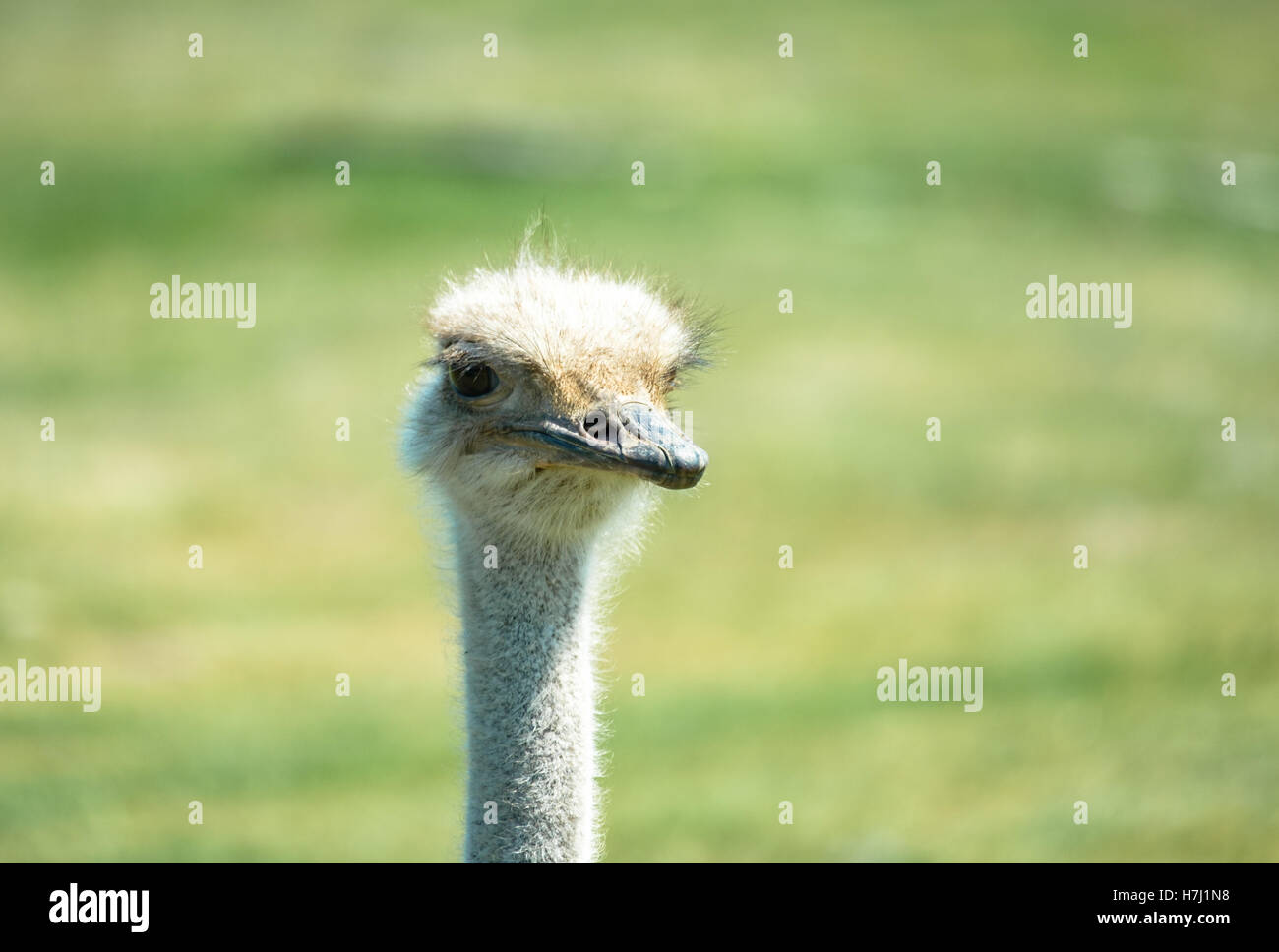 Portrait of an Ostrich Stock Photo - Alamy