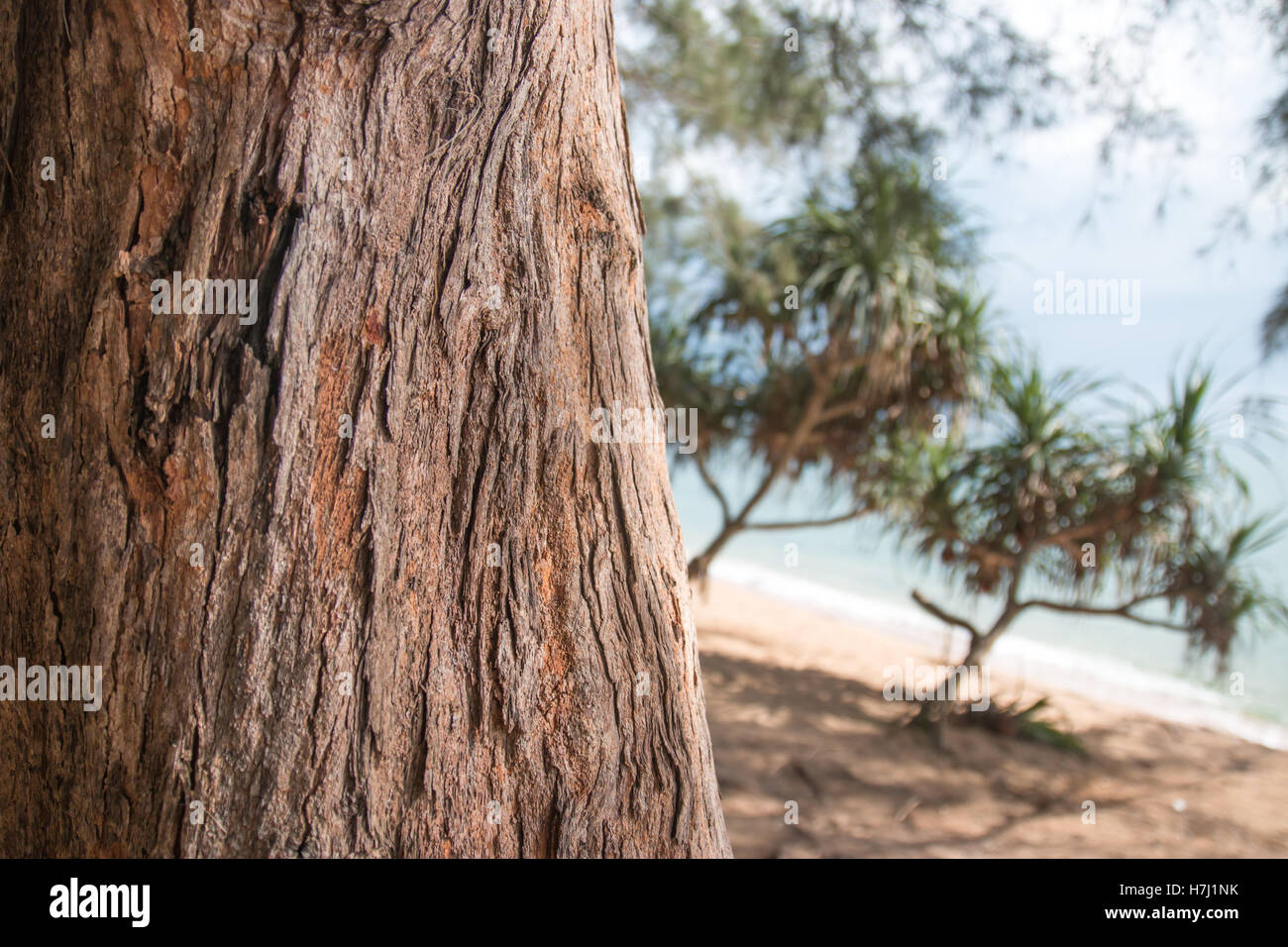 Trunk on beach hi-res stock photography and images - Alamy
