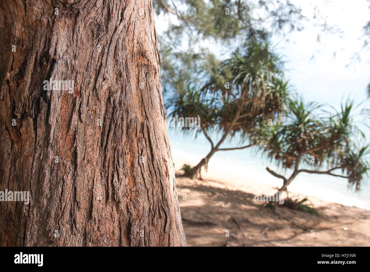 Tree trunk on beach hi-res stock photography and images - Alamy
