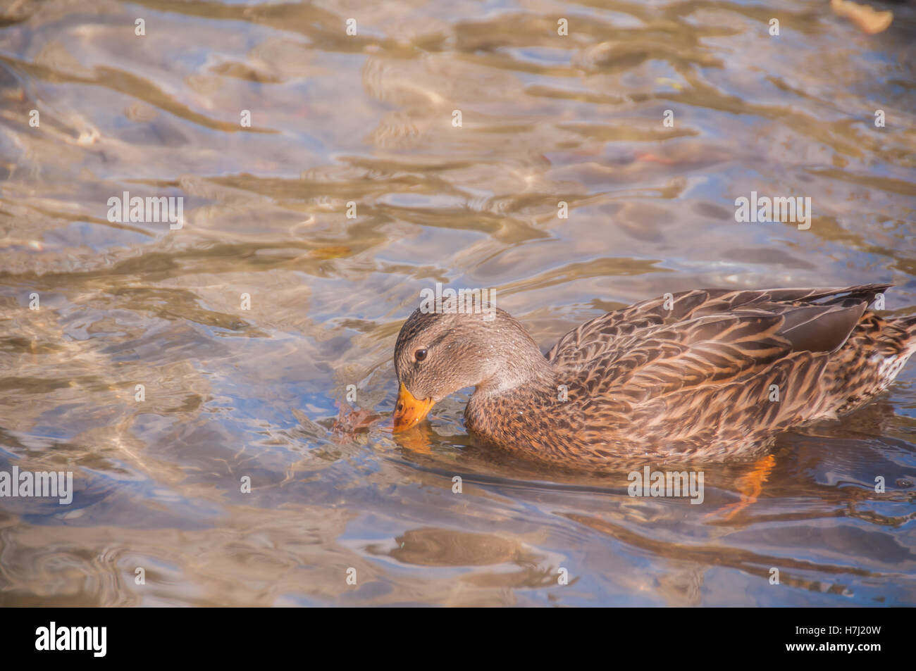 Ducks swim in lake slow hi-res stock photography and images - Alamy