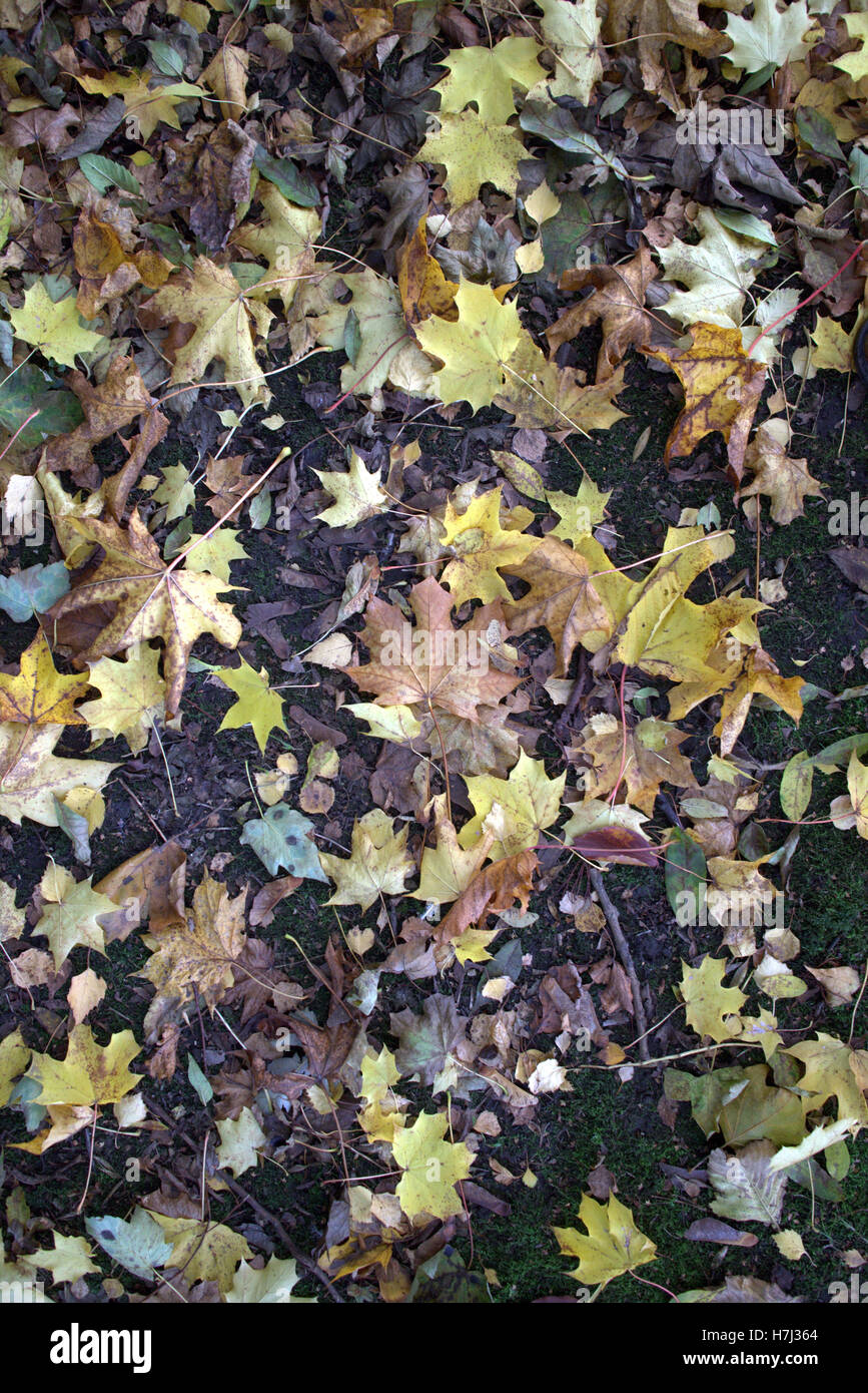 Abstract leaf backgrounds fallen leaves on the forest floor Stock Photo ...