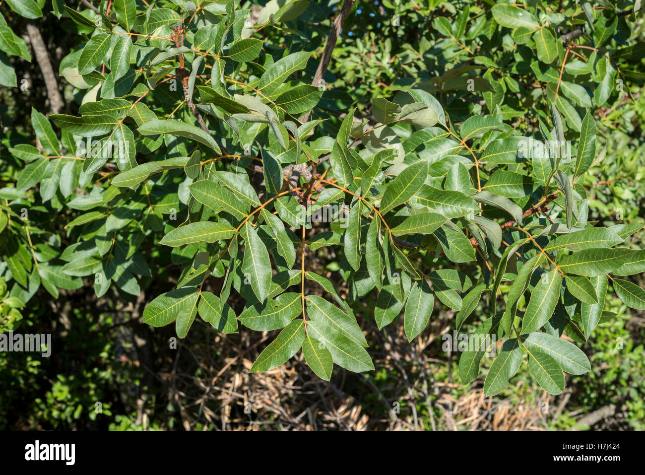 Foliage of Terebinth, Pistacia terebinthus. It is a species in the ...