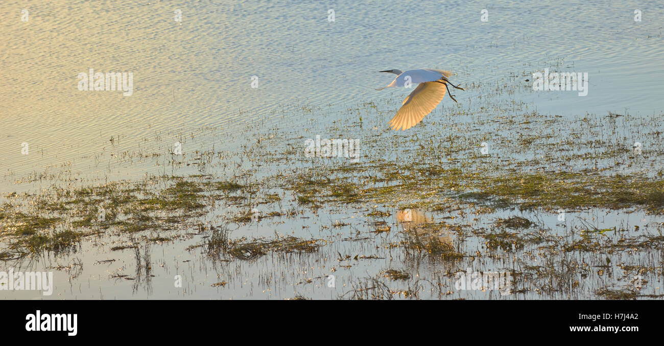 Delta white hi-res stock photography and images - Alamy