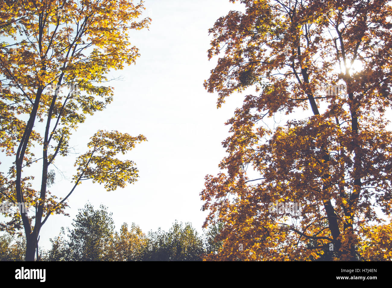 Autumn tree in the park. sun light Stock Photo - Alamy