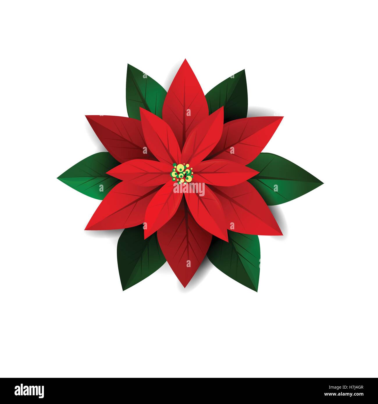 Euphorbia pulcherrima poinsettia Stock Vector Images - Alamy
