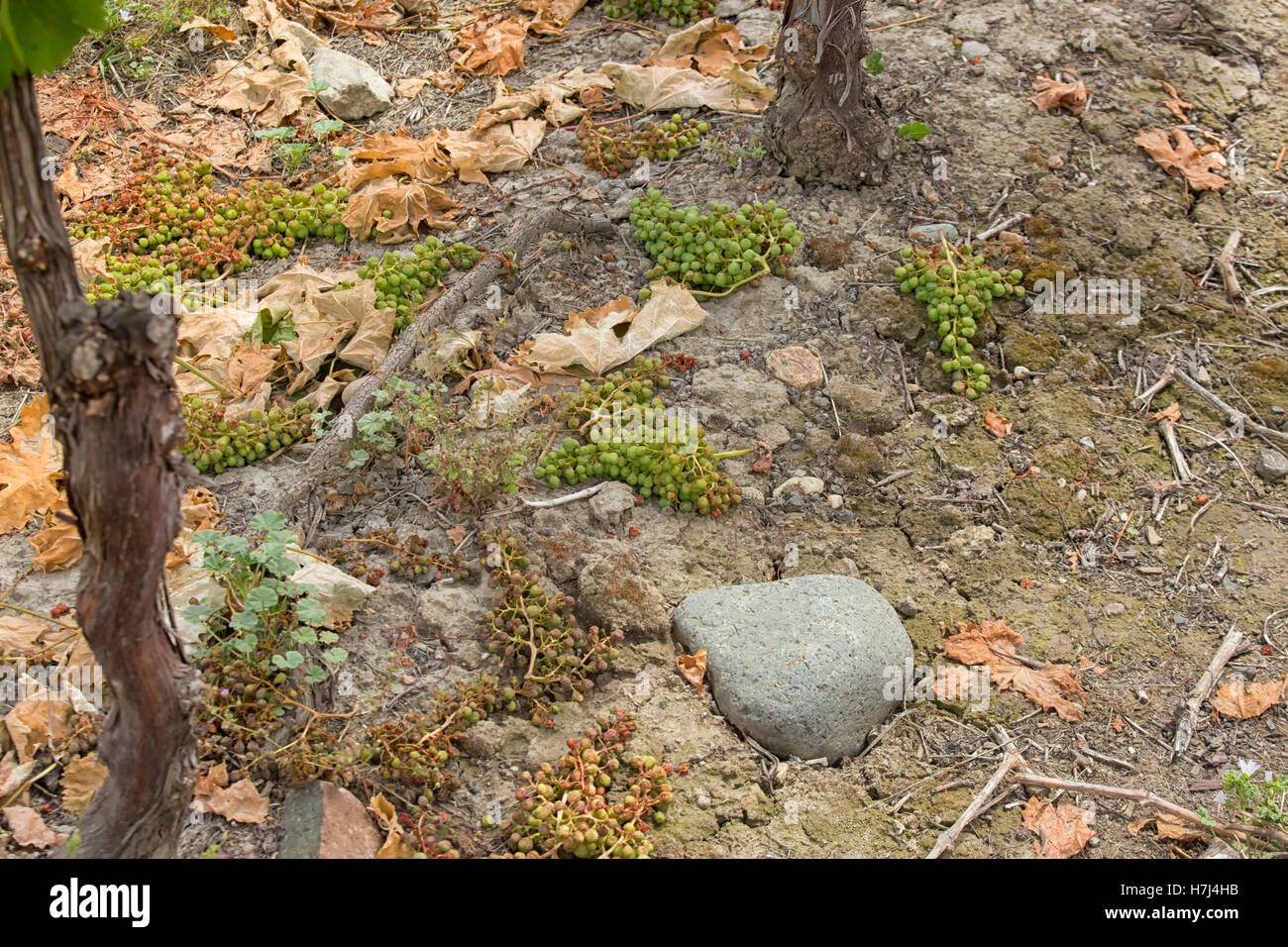 Fallen grapes on the ground in a vineyard Stock Photo - Alamy