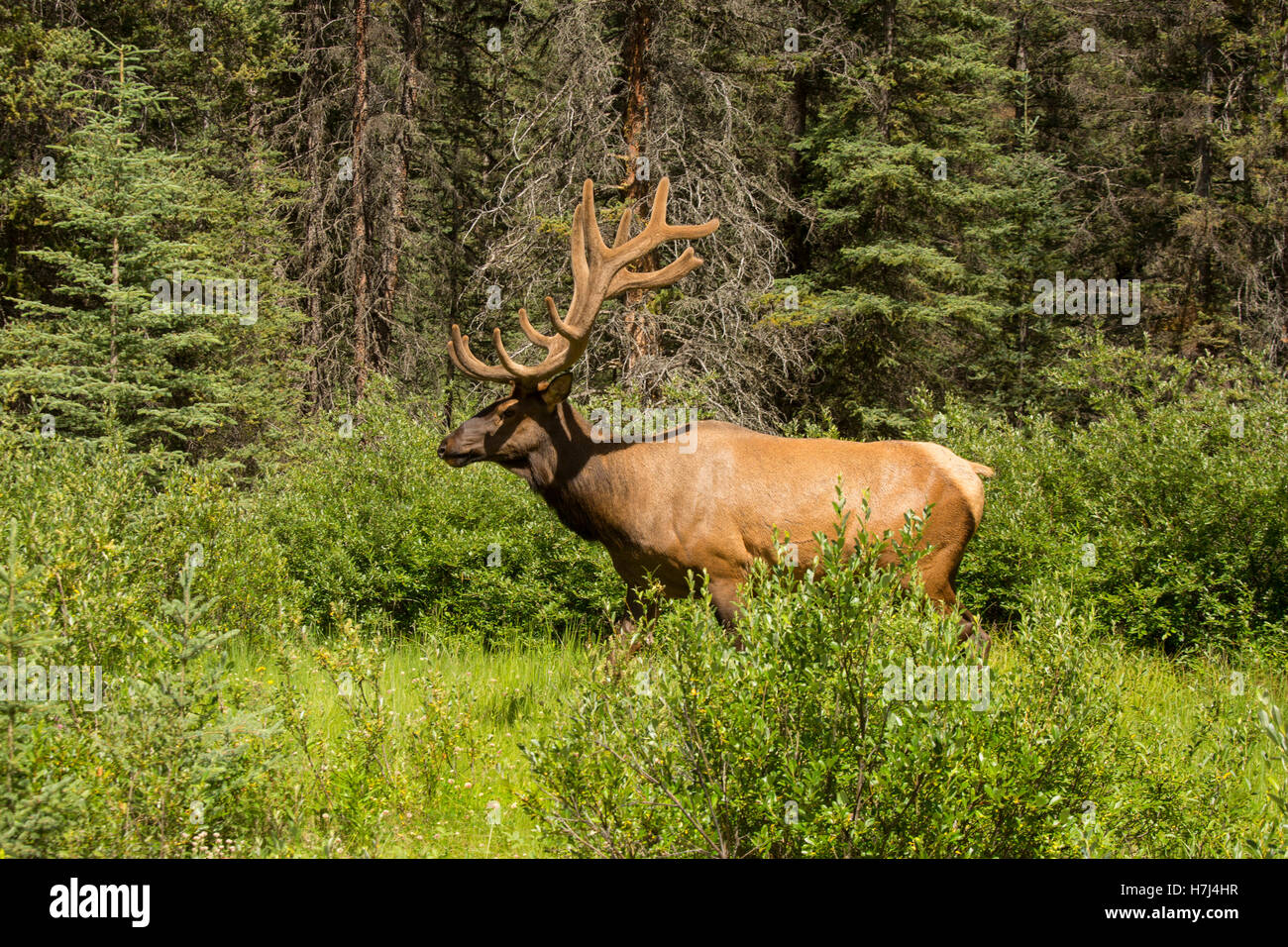 Rocky mountain elk rutting hi-res stock photography and images - Alamy