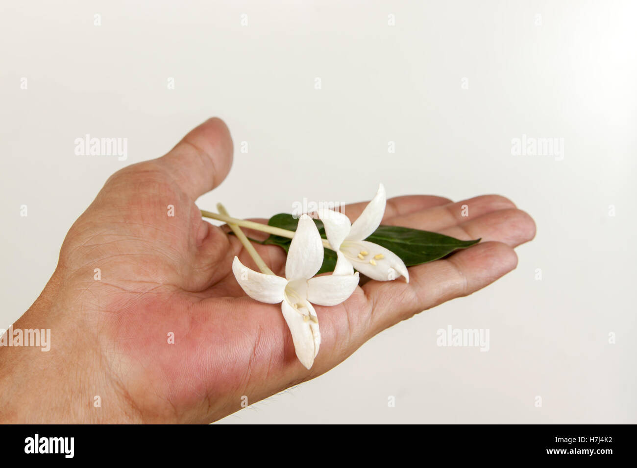 Cork tree flower, Cork Tree or Indian Cork (Millingtonia hortensis L.f ...