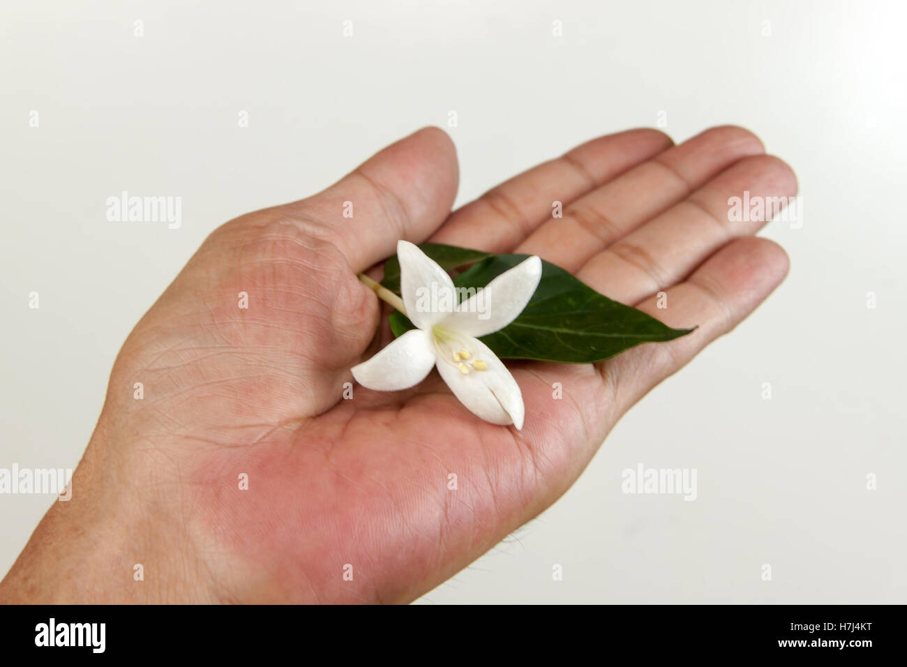 Indian cork tree hi-res stock photography and images - Alamy