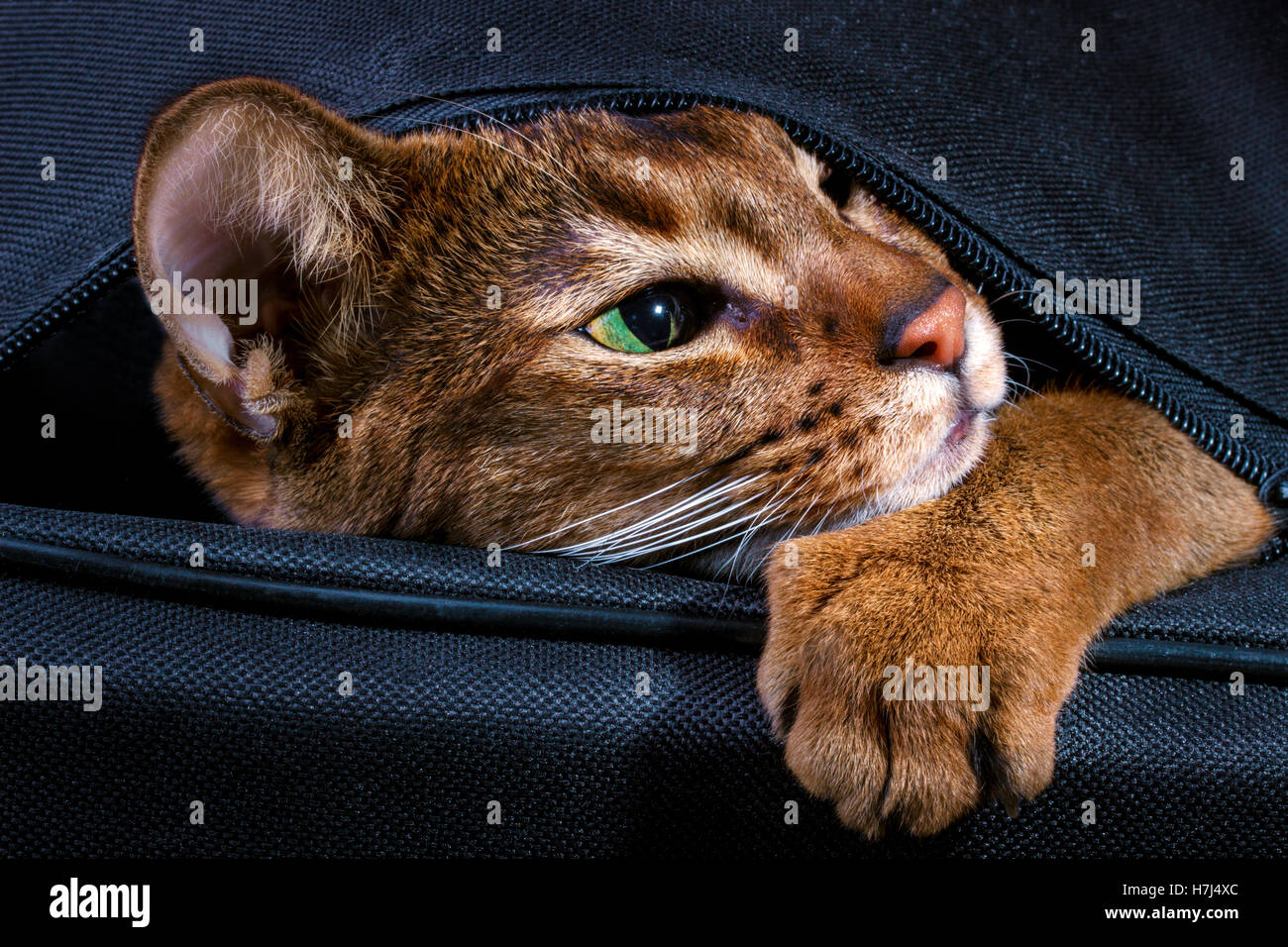 Abyssinian cat in the bag Stock Photo - Alamy