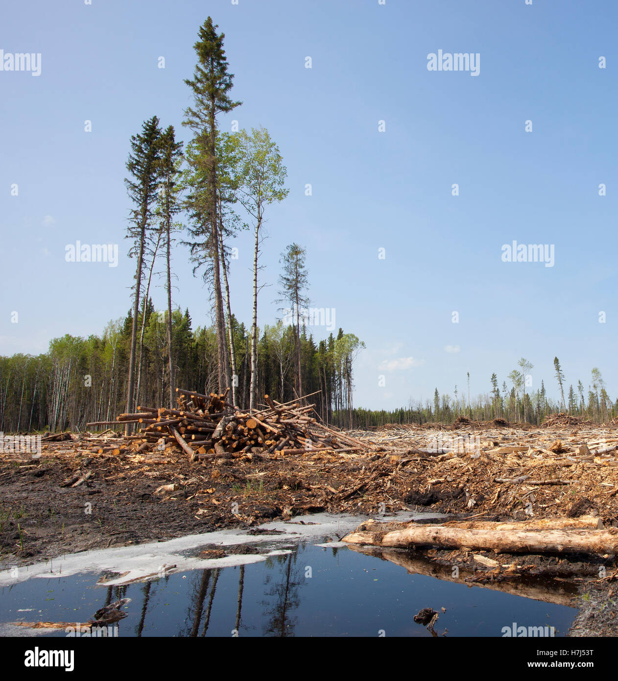Puddle in a forest clear cut in Saskatchewan Canada Stock Photo - Alamy