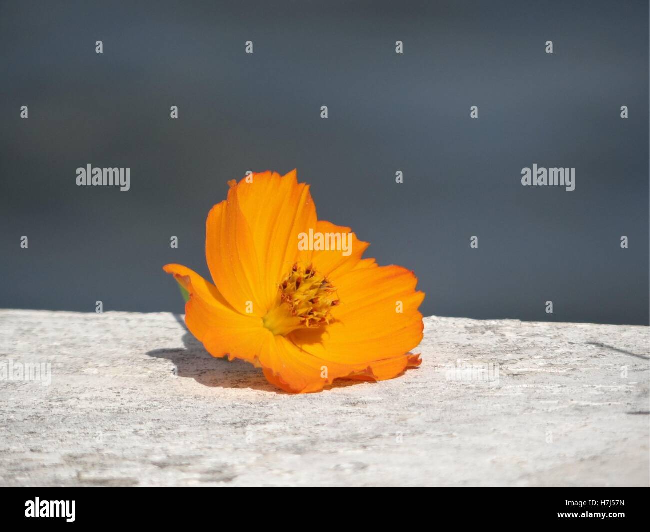 Love earth flowers hi-res stock photography and images - Alamy
