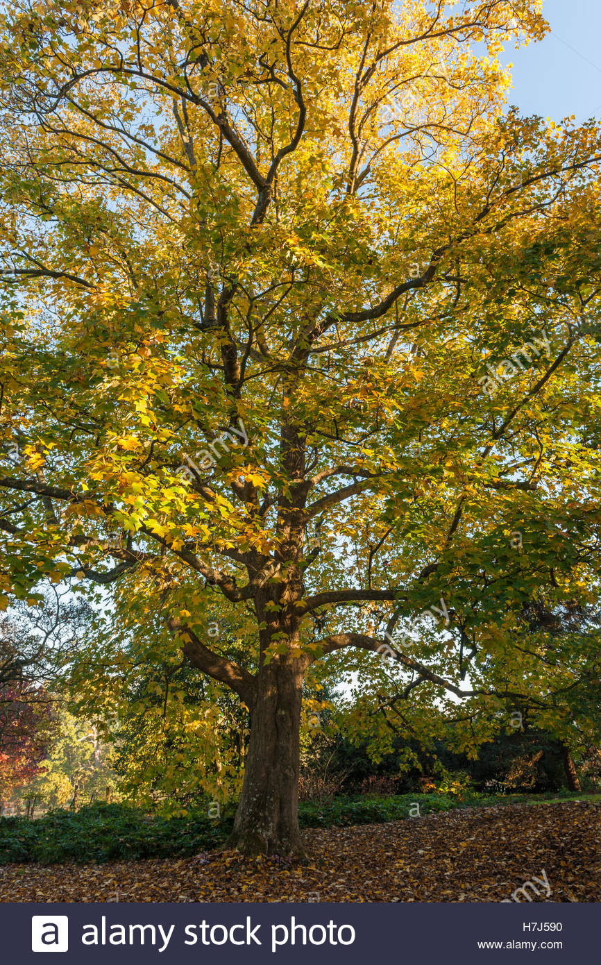 Tulip Tree Stock Photos & Tulip Tree Stock Images - Alamy