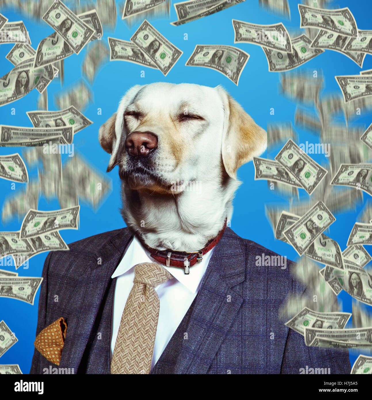 Business Dog High Resolution Stock Photography and Images - Alamy