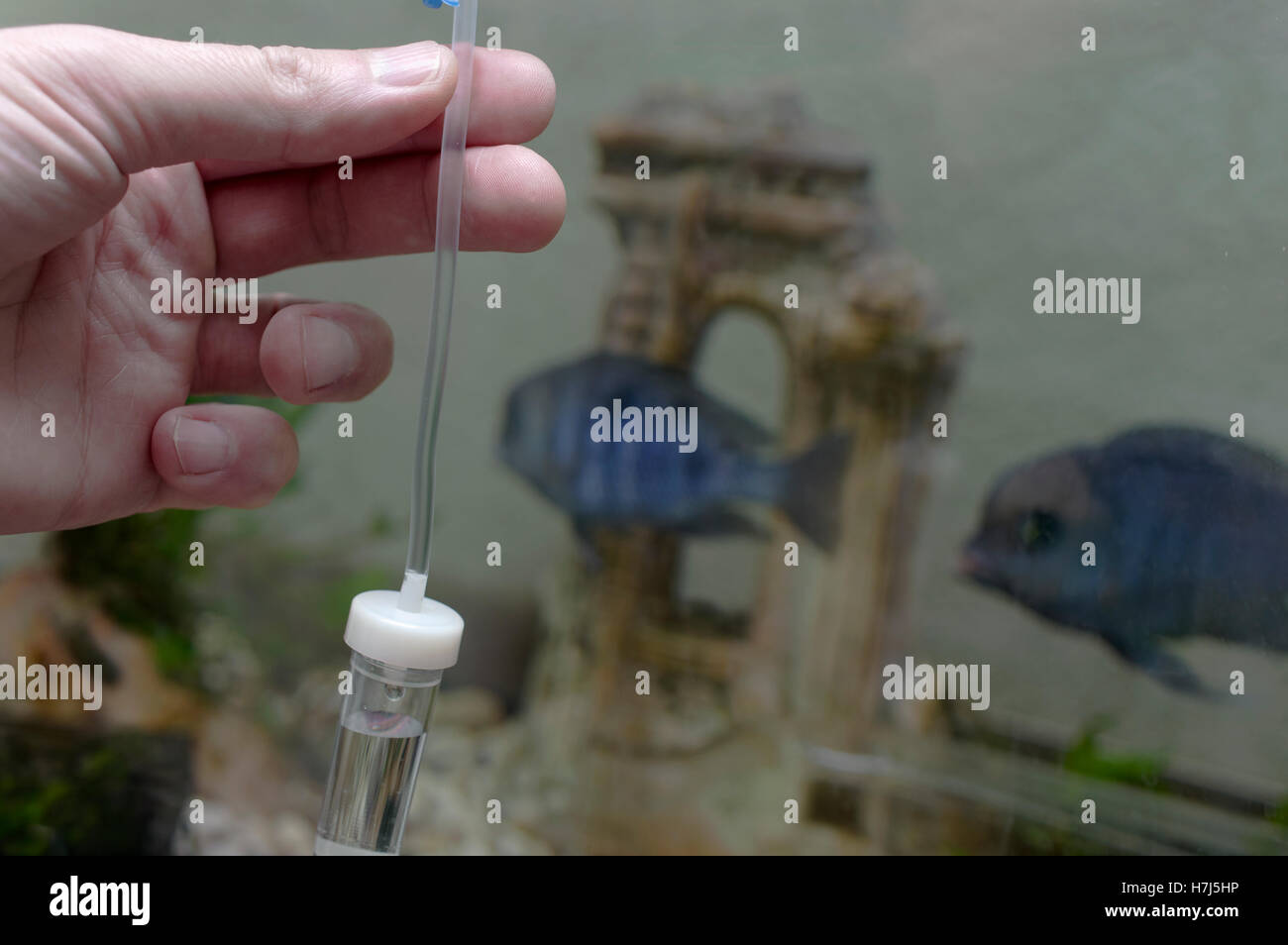 Vet pet fish hi-res stock photography and images - Alamy