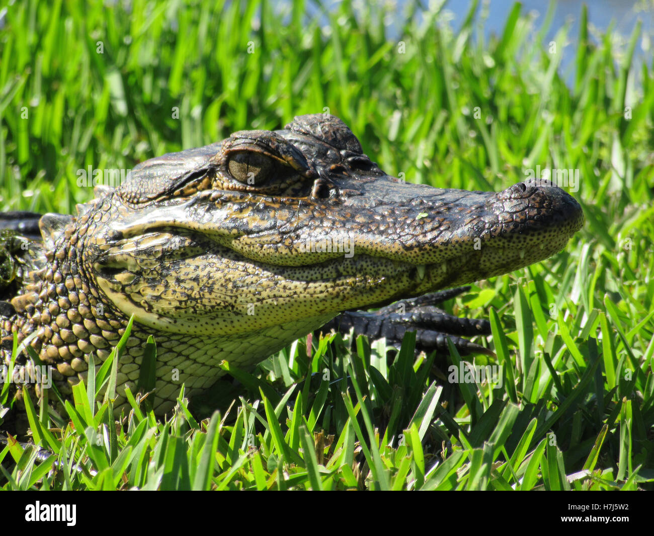 Baby American alligator sunning itself Stock Photo - Alamy