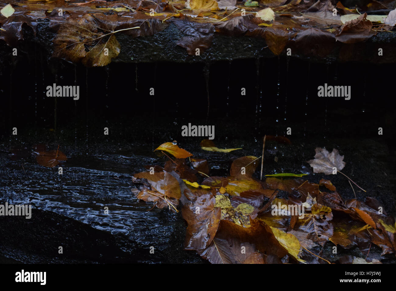 Water dripping on leaves Stock Photo - Alamy