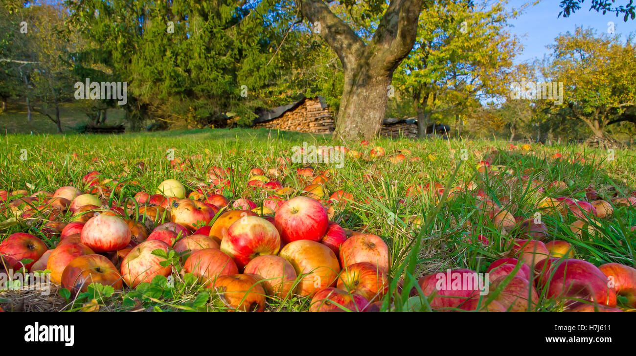 Apple falling tree hi-res stock photography and images - Alamy