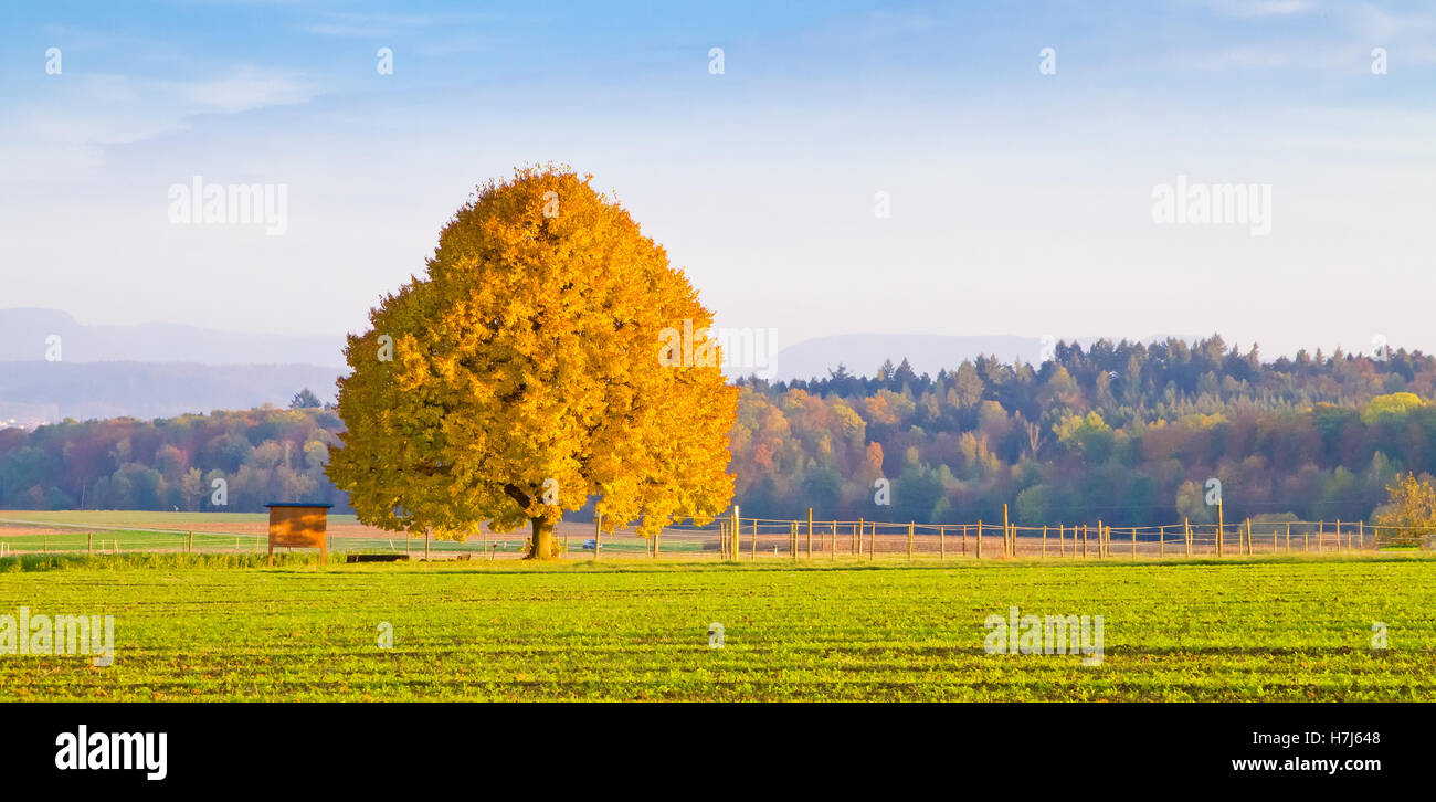 Lime green forest path hi-res stock photography and images - Alamy