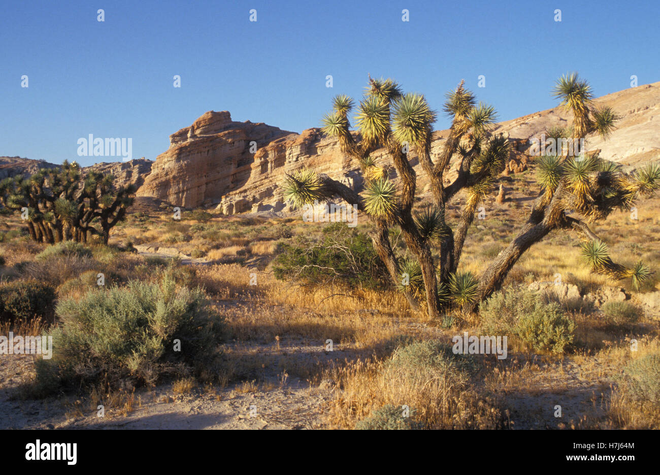 Yucca red rock formations hi-res stock photography and images - Alamy