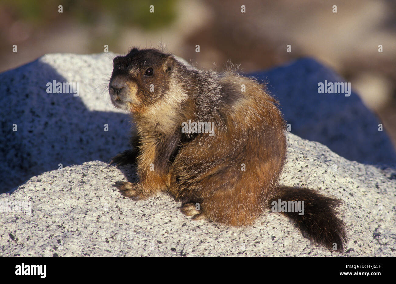 Marmot (Marmota) in the Yosemite National Park, California, America ...