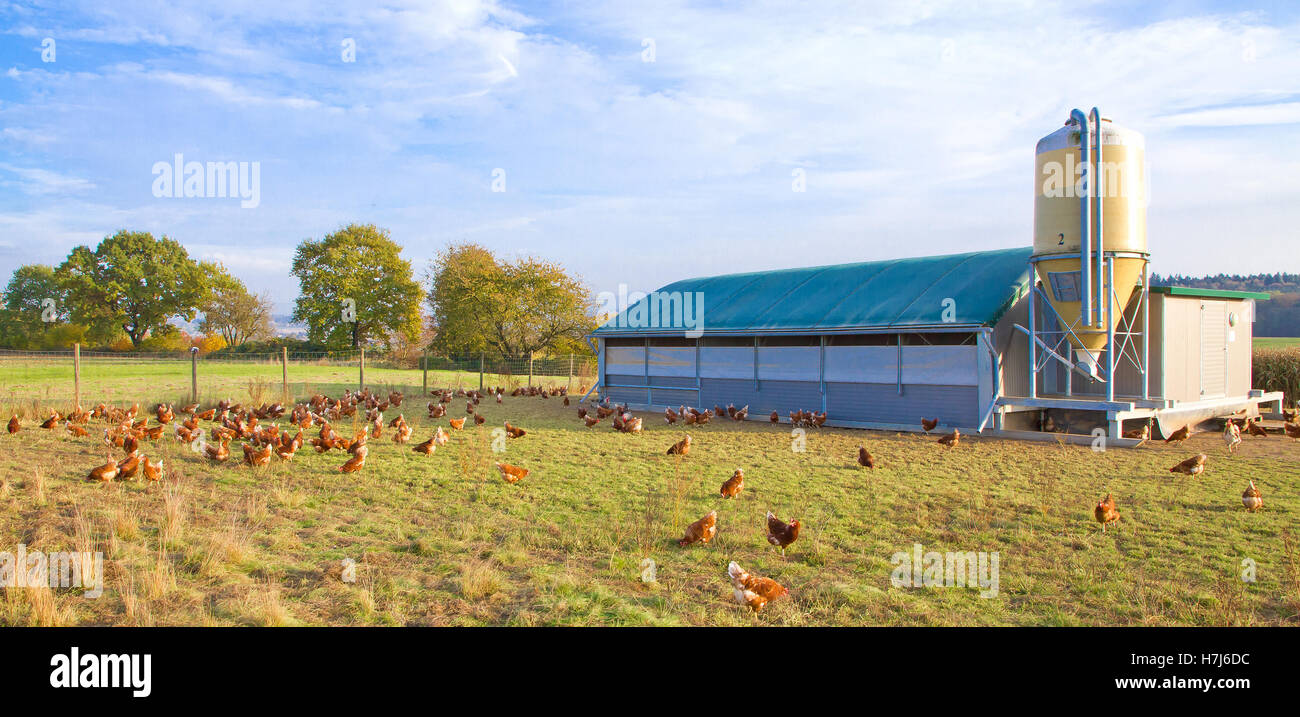 Free range chicken farm hi-res stock photography and images - Alamy