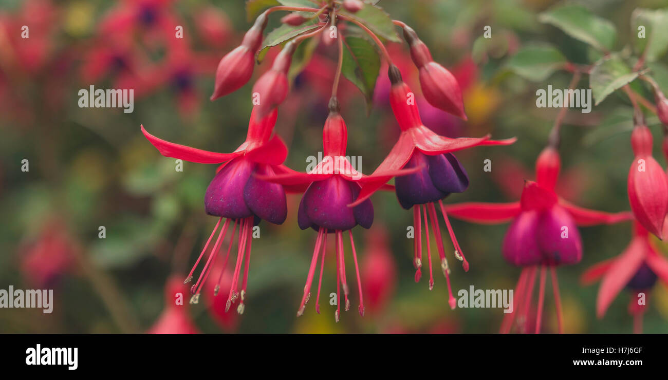 Fuschia color hi-res stock photography and images - Alamy