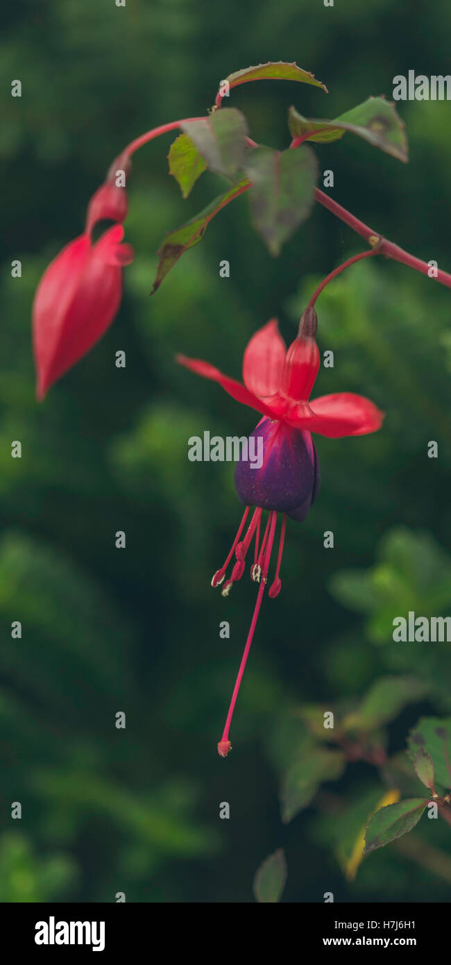 Fuschia hi-res stock photography and images - Alamy