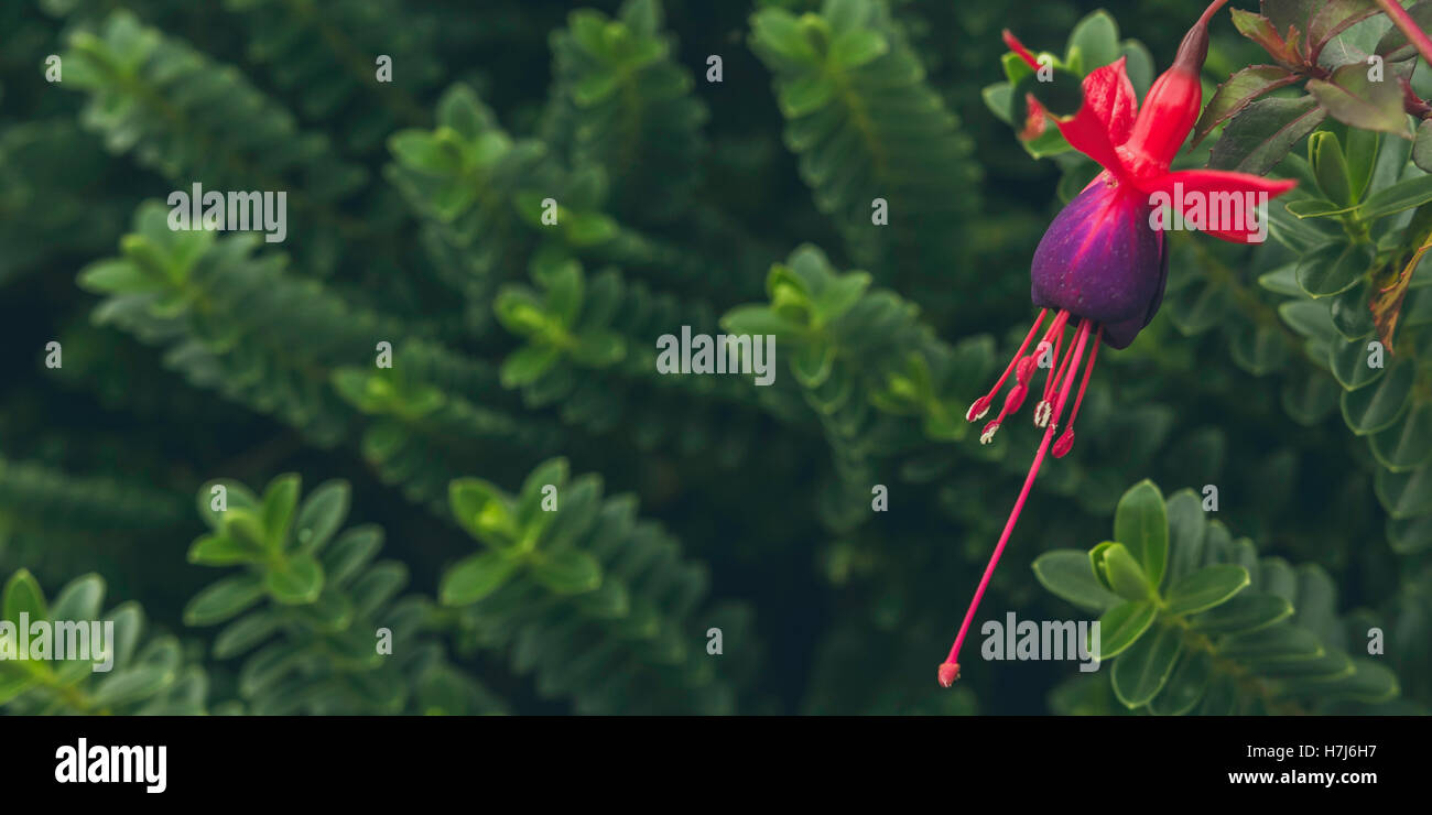 Fuschia design hi-res stock photography and images - Alamy