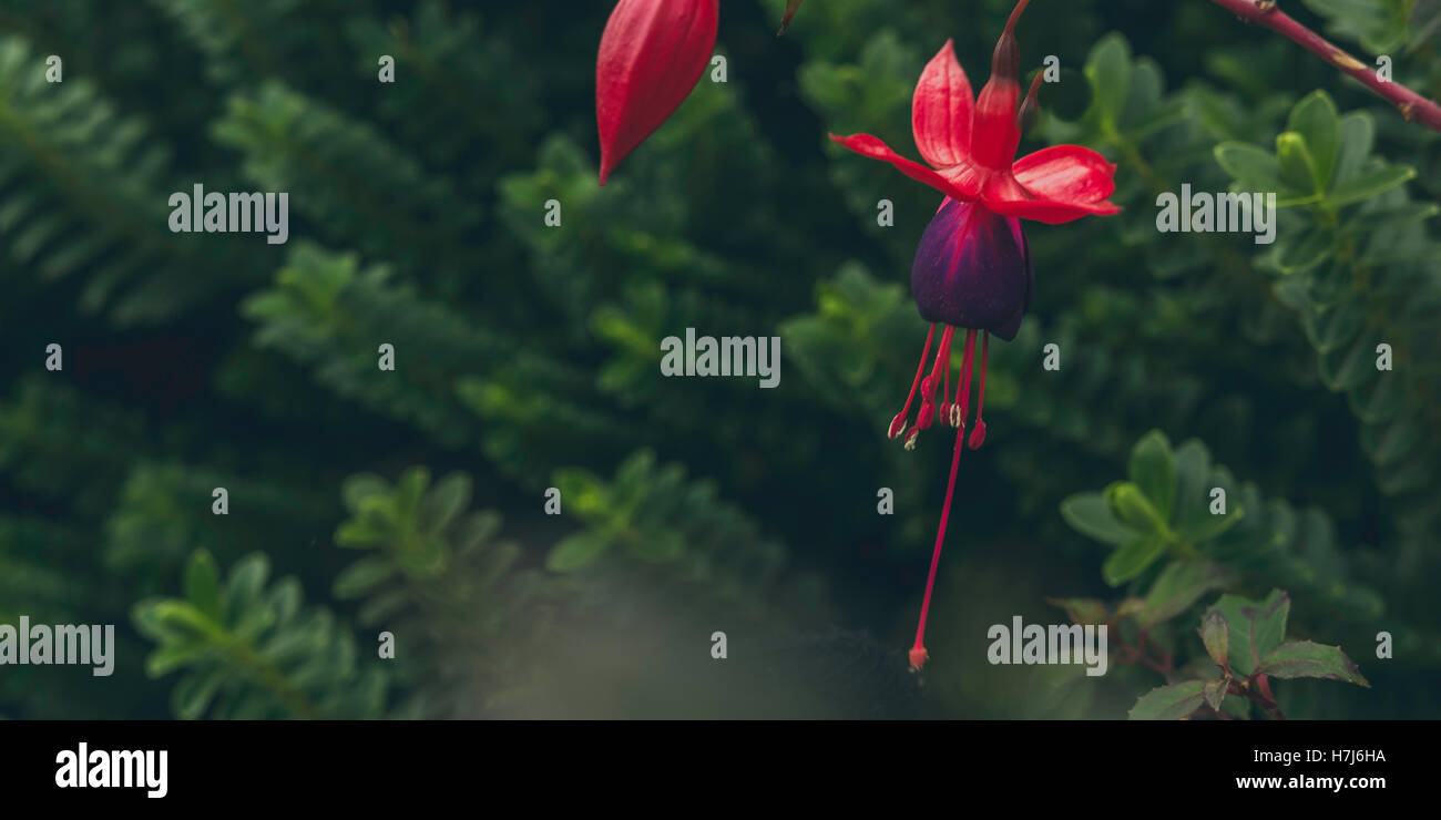 Irish Fuschia flowers growing in the wild Stock Photo - Alamy