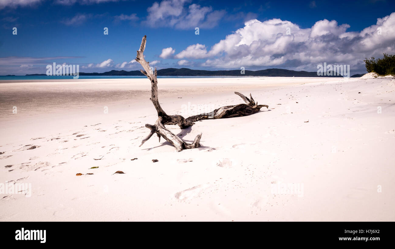 Tree trunk on beautiful white beach Stock Photo - Alamy