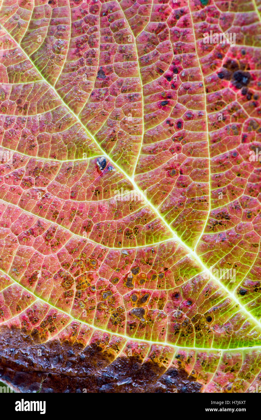 Rodgersia podophylla. Rodgers' bronze-leaf plant changing colour in ...