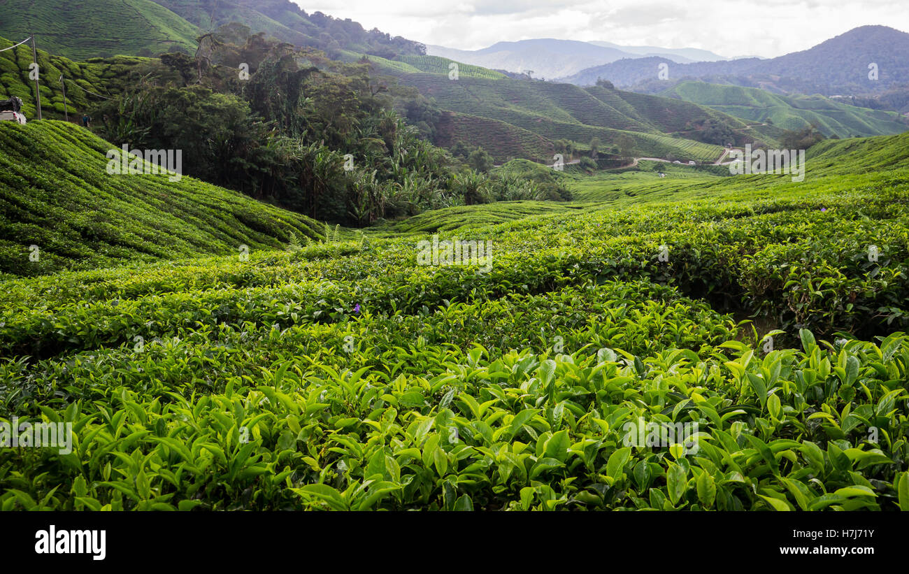 Tea plantation in cameron highlands hi-res stock photography and images ...