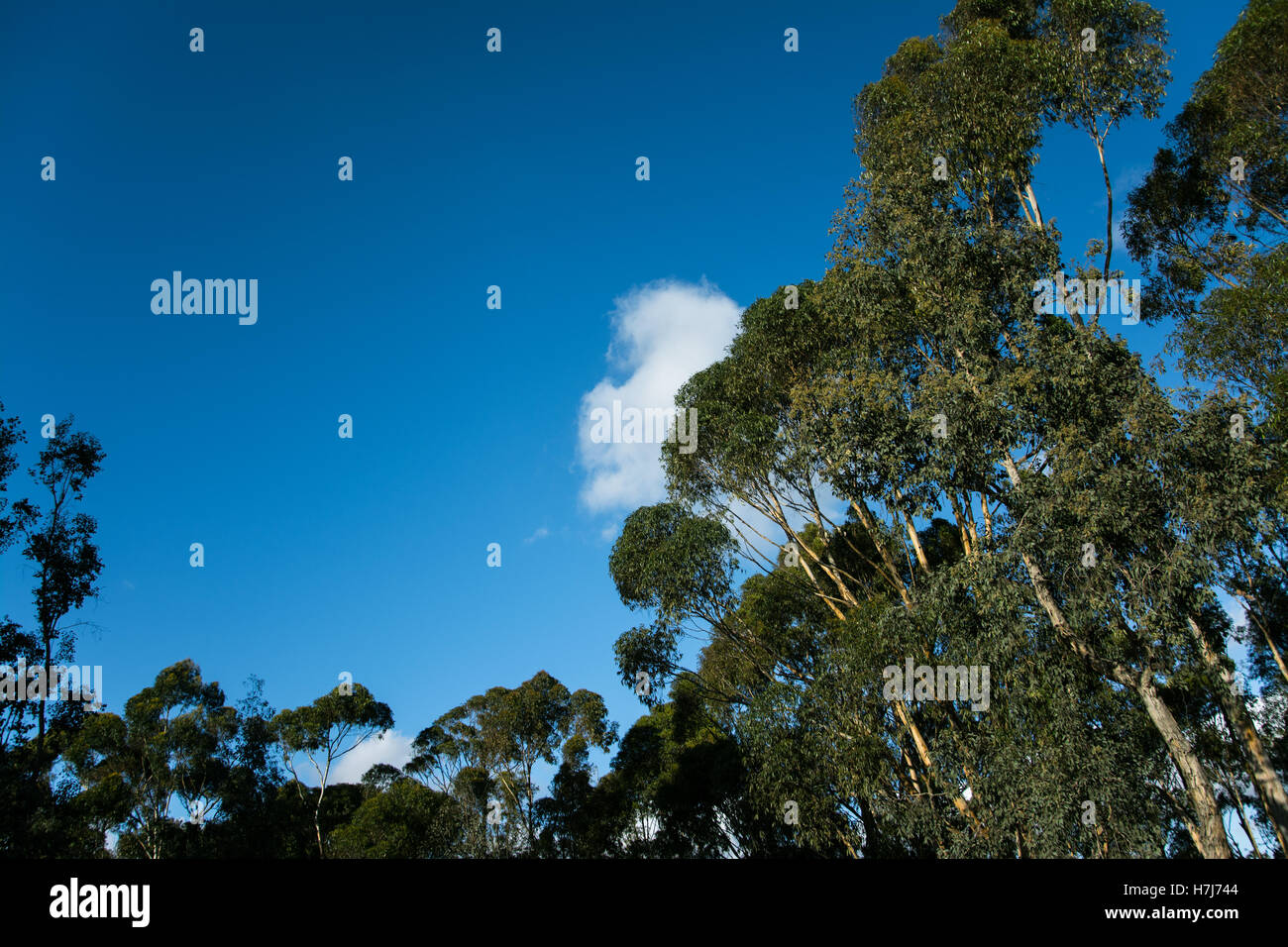 Green tree tops against very blue sky with clouds Stock Photo - Alamy