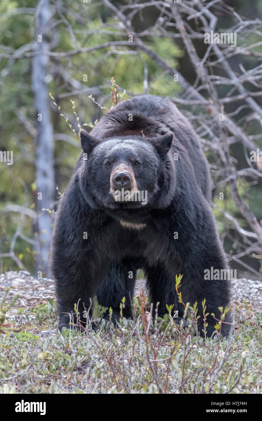 American Black Bear Stock Photo - Alamy