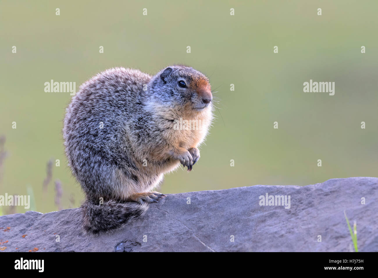 Mountain ground squirrel hi-res stock photography and images - Alamy