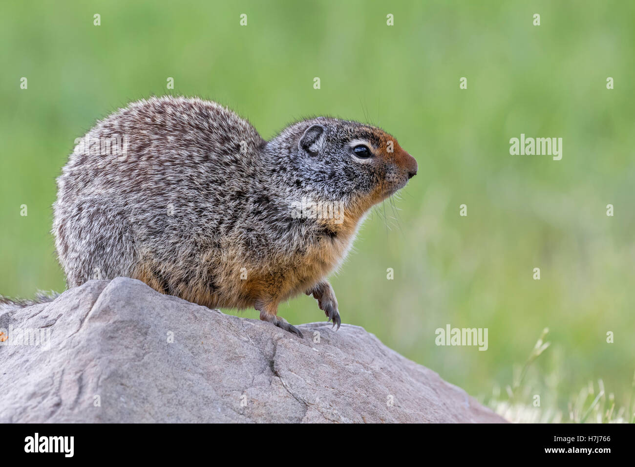 Urocitellus columbianus columbian ground squirrel hi-res stock ...