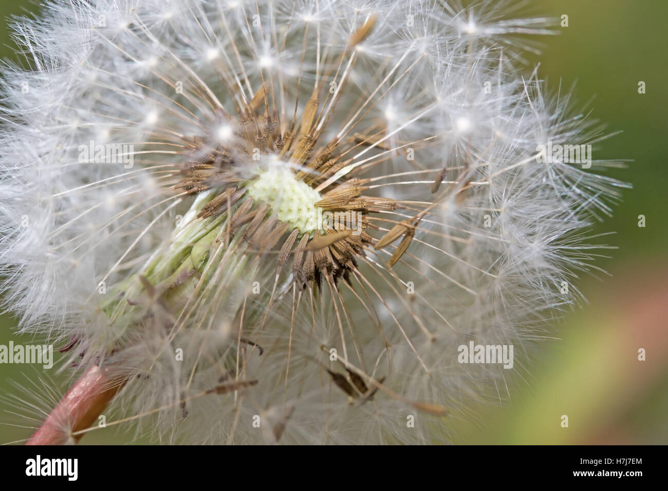 Blown dandelion on park with wind hi-res stock photography and images ...