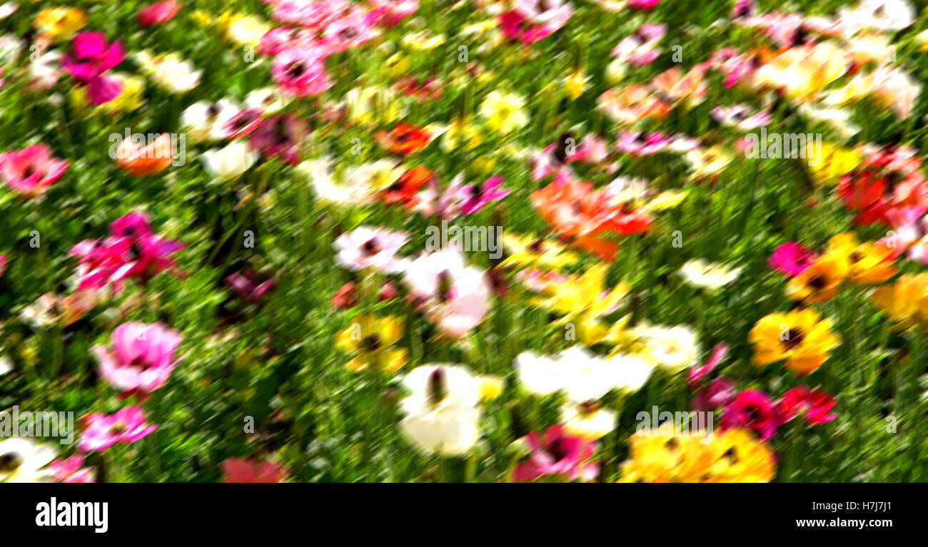 blur in the spring colors flowers and garden Stock Photo - Alamy