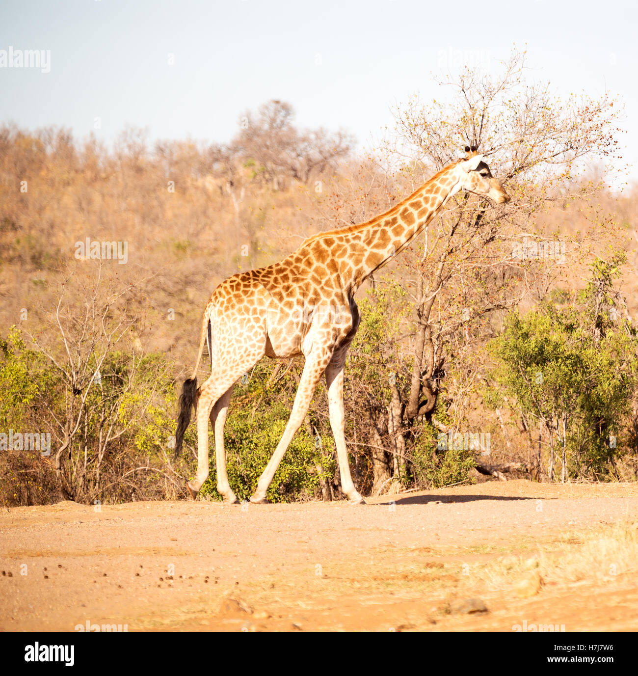 blur in south africa kruger wildlife nature reserve and wild giraffe ...