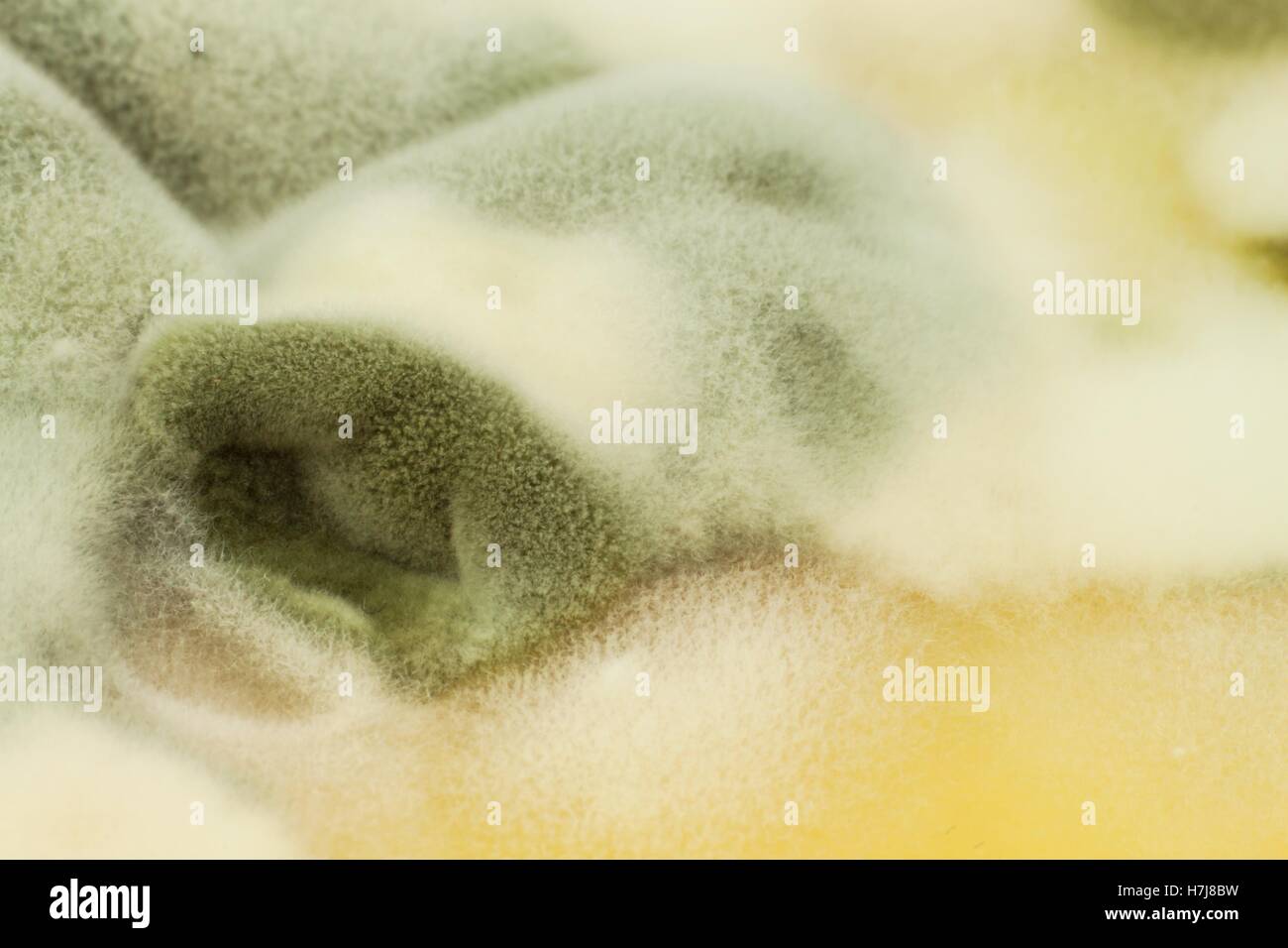 Moldy pudding. Poisonous food full of mold. Unhealthy food. Spores of ...