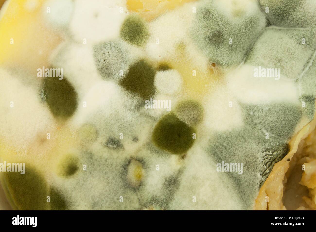 Moldy pudding. Poisonous food full of mold. Unhealthy food. Spores of ...